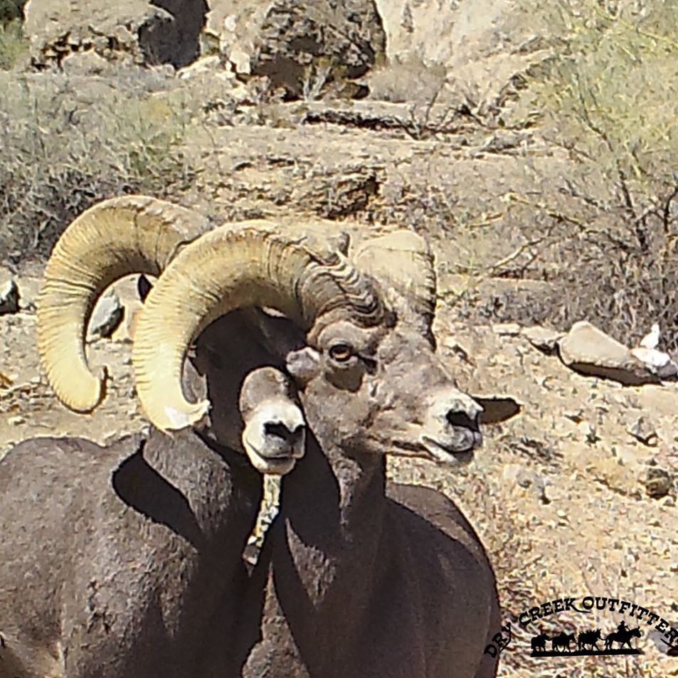 California Wild Sheep Foundation